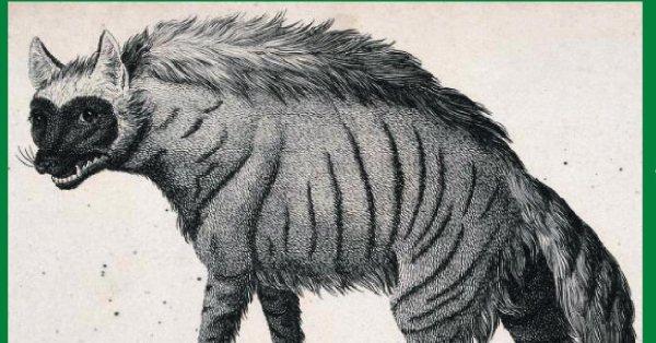 Hyena! (Shortlisted, TS Eliot Prize 2023)